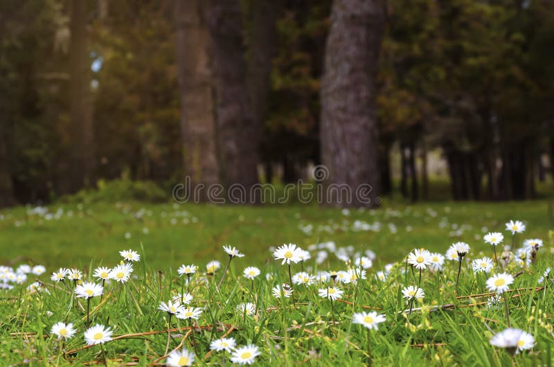 Spring Flowers at the Edge of Forest Stock Photo - Image of beauty ...