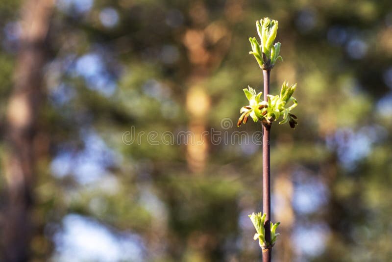 Spring Flowers on the Elm Branch Stock Photo - Image of spring ...