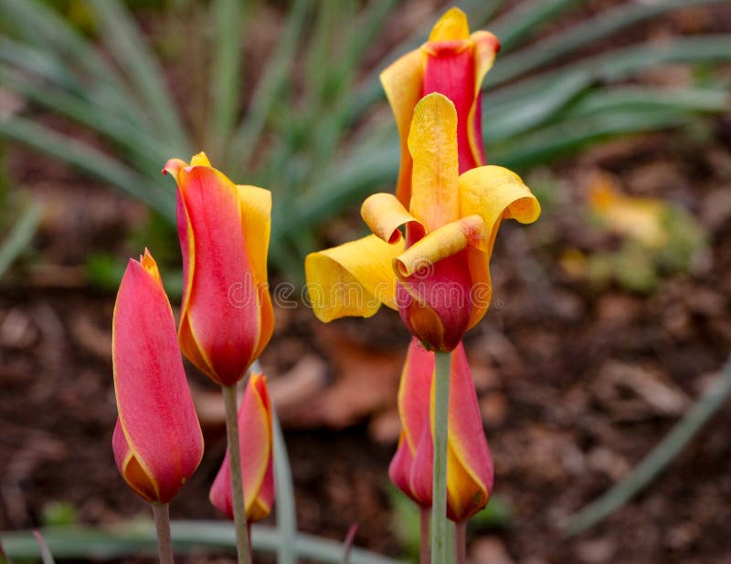Spring Flowers are Emerging Stock Photo - Image of tulip, flowers ...
