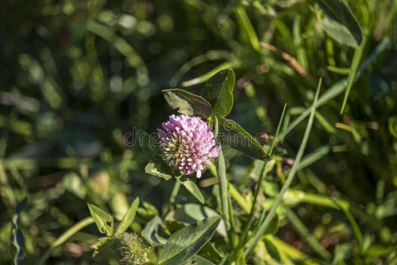 Spring Flowers in an England Nature Reserve. Stock Photo - Image of ...