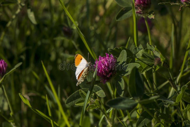 Spring Flowers in an England Nature Reserve. Stock Photo - Image of ...