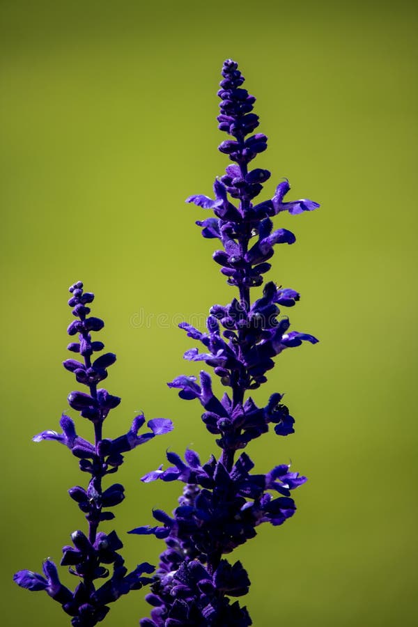 Spring Flowers in an England Nature Reserve. Editorial Stock Image ...
