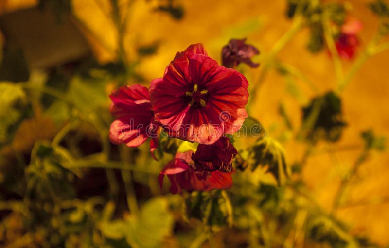 Red Spring Flowers in a Flowerbed in a Backyard. Stock Photo - Image of ...