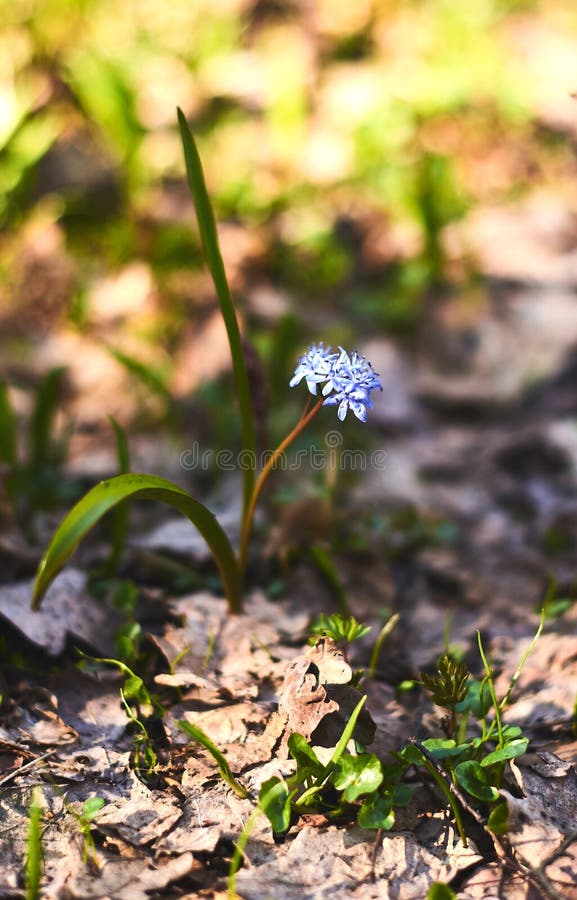Spring Flowers in the Evening March Forest Stock Photo - Image of ...