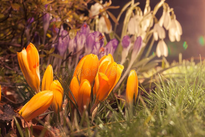 Spring Flowers in Evening Sunlight with Lens Flare Stock Photo - Image ...