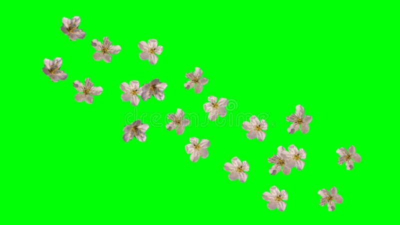 Spring flowers falling stock video. Video of landscape - 53281337