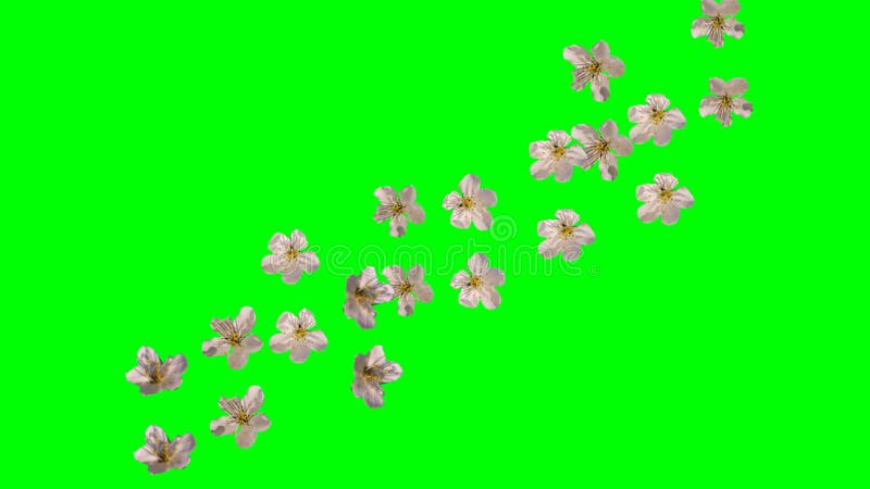 Flowers Falling on Green Screen Stock Video - Video of flying, motion ...