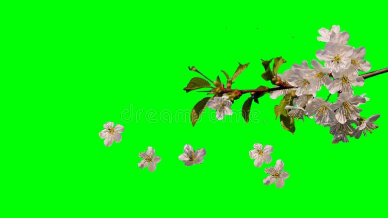 Spring flowers falling stock footage. Video of lapse - 53281718