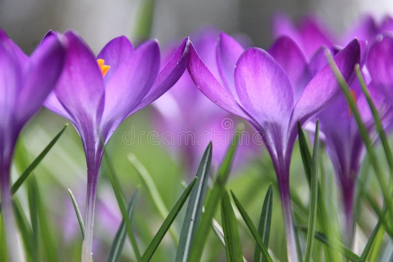 Spring Flowers in the Feld. Germany Wolfsburg Stock Image - Image of ...