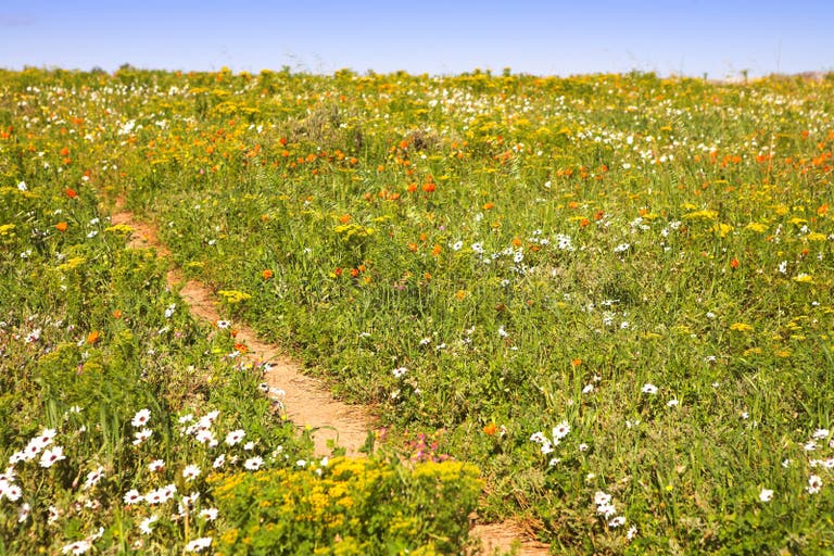 Spring flowers field stock image. Image of daytime, hiking - 3506641