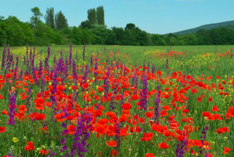 Spring Flowers in Field. Beautiful Landscape Stock Image - Image of ...
