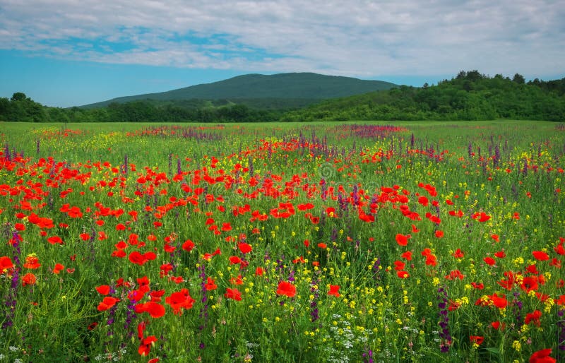Spring Flowers in Field. Beautiful Landscape Stock Photo - Image of ...