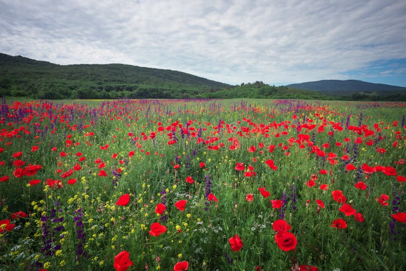 Spring Flowers in Field. Beautiful Landscape Stock Photo - Image of ...