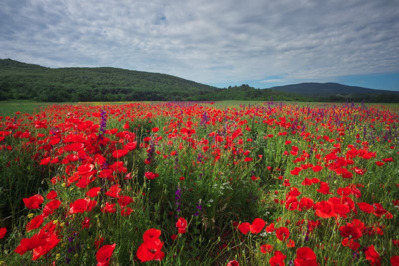 Spring Flowers in Field. Beautiful Landscape Stock Image - Image of ...
