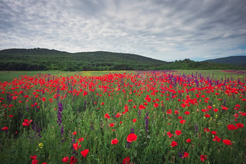 Spring Flowers in Field. Beautiful Landscape Stock Photo - Image of ...