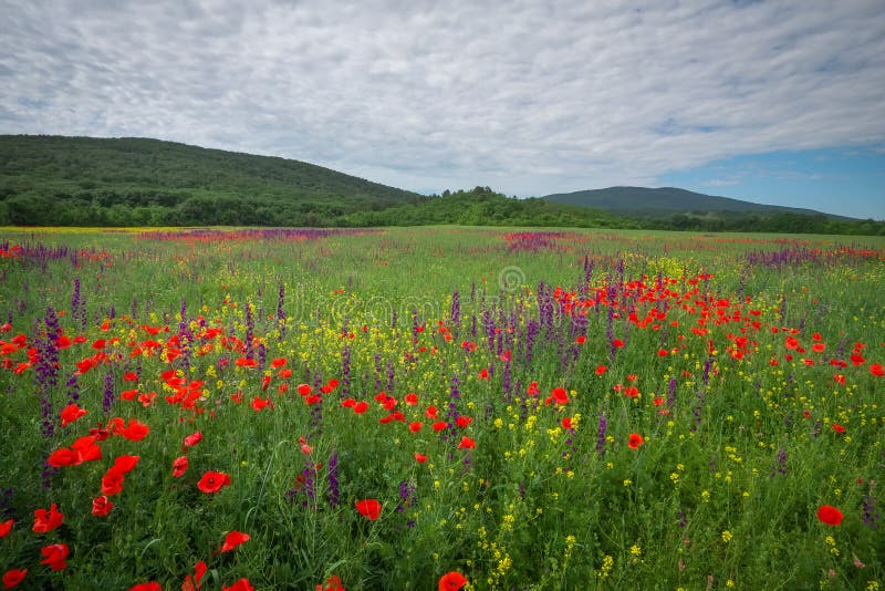 Spring Flowers in Field. Beautiful Landscape Stock Photo - Image of ...