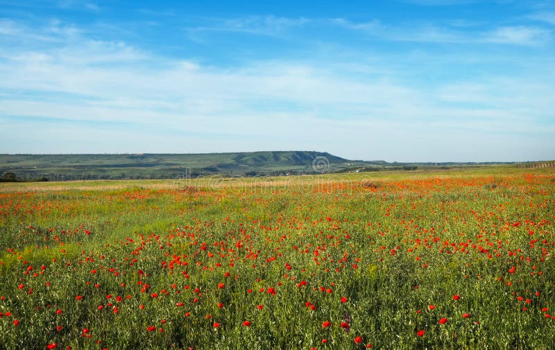 Spring Flowers in Field. Beautiful Landscape Stock Photo - Image of ...