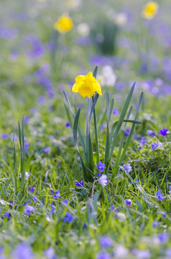 Spring Flowers stock image. Image of easter, freshness - 89010237