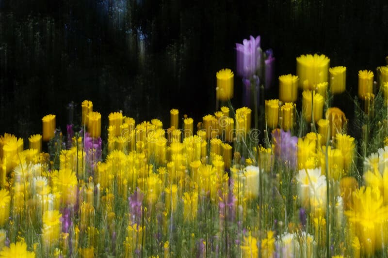 Spring Flowers in a Field Intentional Camera Movement Effect Abstract ...