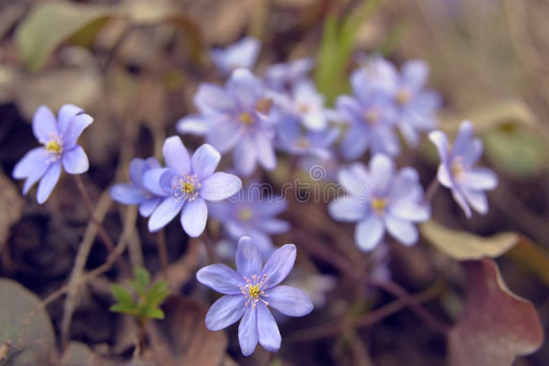 Spring flowers stock photo. Image of garden, floral, outdoor - 53621438