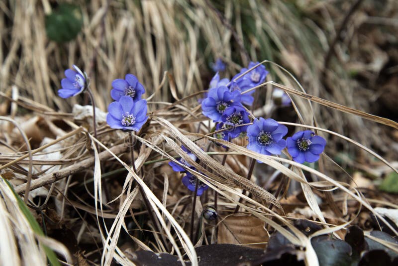 Spring flowers stock photo. Image of grass, outdoors - 61614542