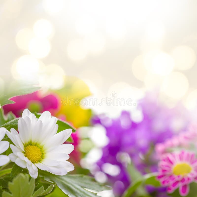 Spring flowers stock image. Image of focus, desktops - 36858583