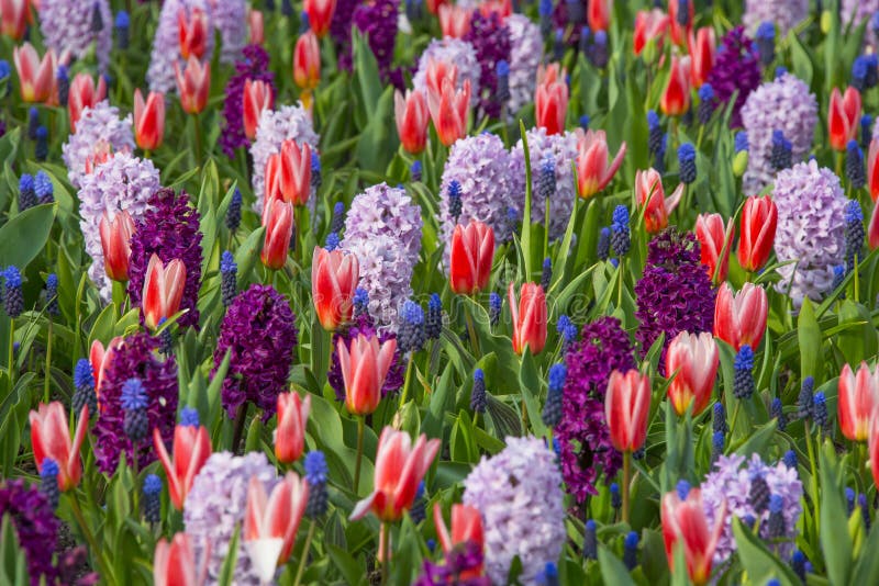 Blue River of Muscari Flowers in Holland Garden Stock Image - Image of ...