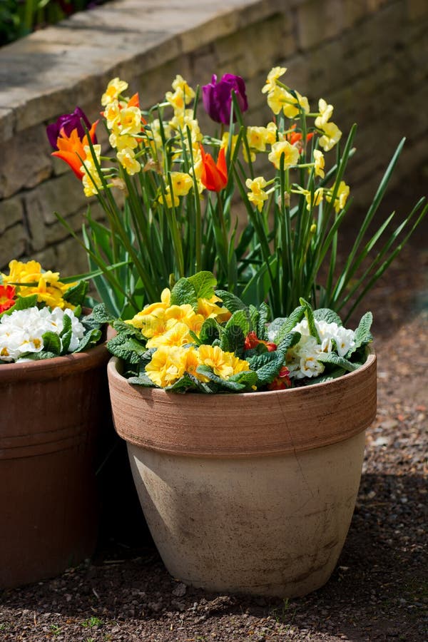 Spring Flowers in Flower Pot Stock Photo - Image of blossom, colorful ...