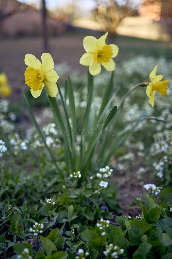 Spring Flowers on the Flowerbed, Daffodils Stock Photo - Image of plant ...