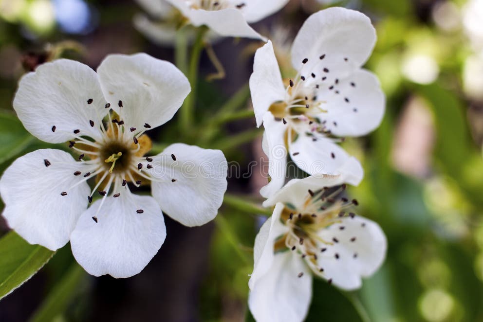 Blooming Pear Tree Spring Flower Stock Photo - Image of blossoming ...