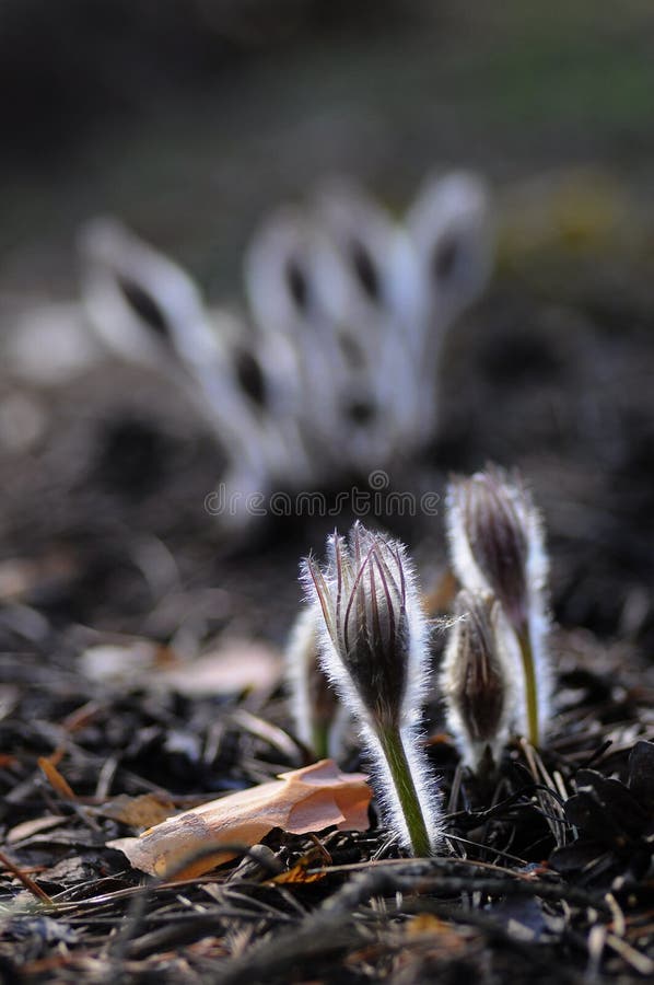 Spring flowers in wood stock photo. Image of life, flowers - 18799982