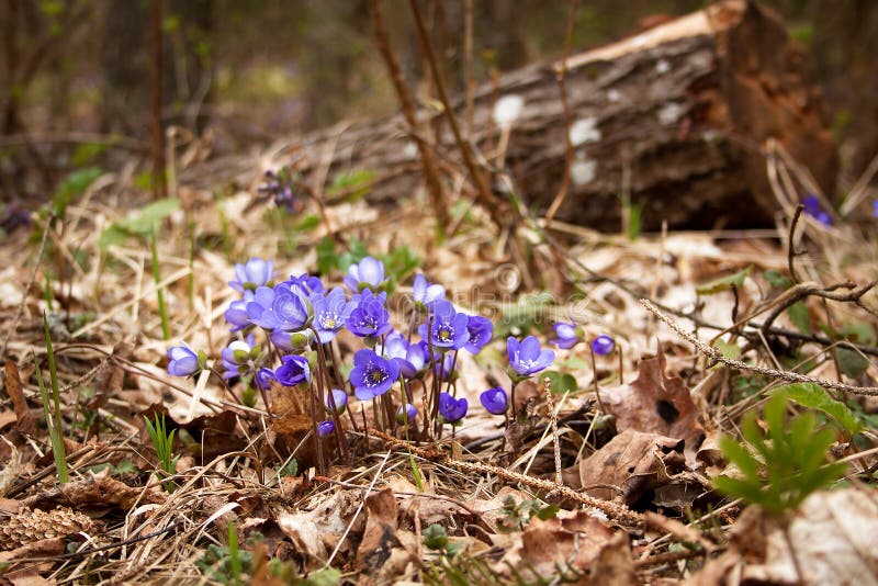 Spring Flowers in the Forest Stock Image - Image of forest, beauty ...