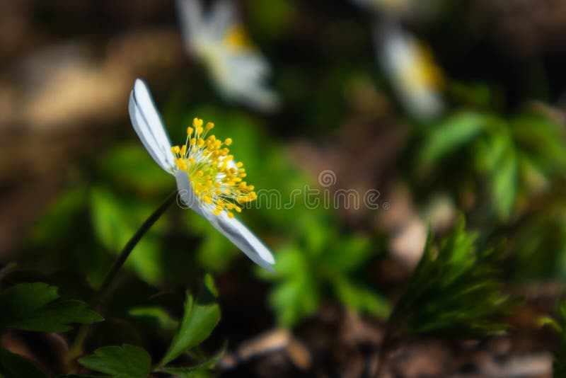 Spring Flowers in the Forest Stock Photo - Image of background, spring ...