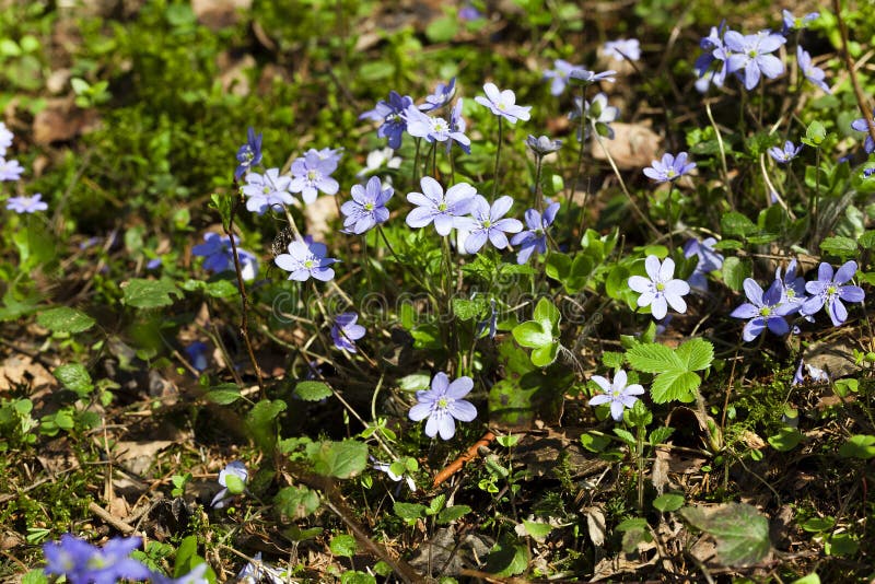 Spring flowers , forest stock image. Image of branch - 68967147