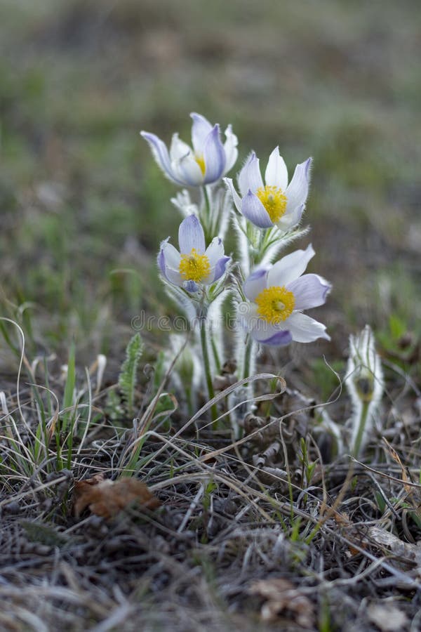 Spring Flowers in the Forest, Primroses Stock Image - Image of freezing ...