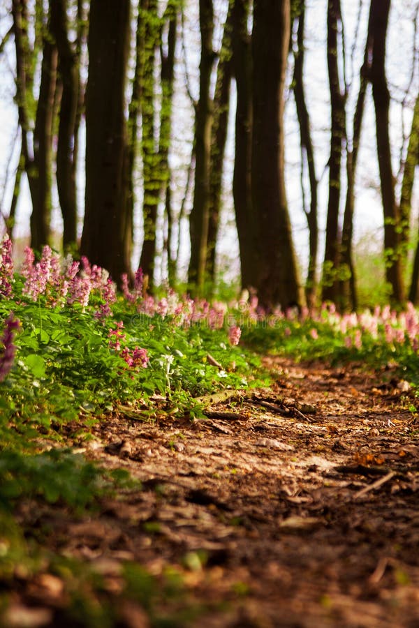 Spring flowers in forest stock image. Image of peaceful - 53707109