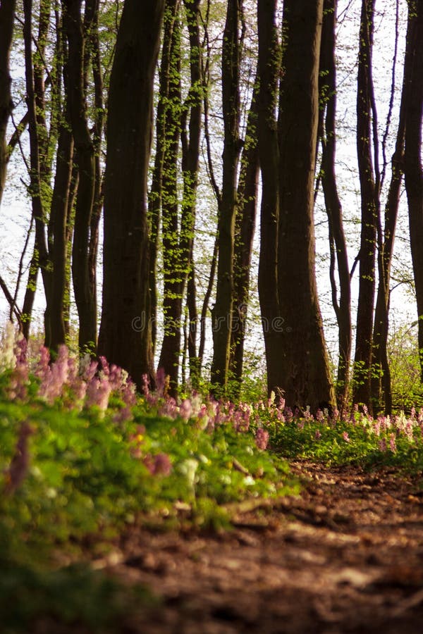 Spring flowers in forest stock image. Image of road, park - 53707113