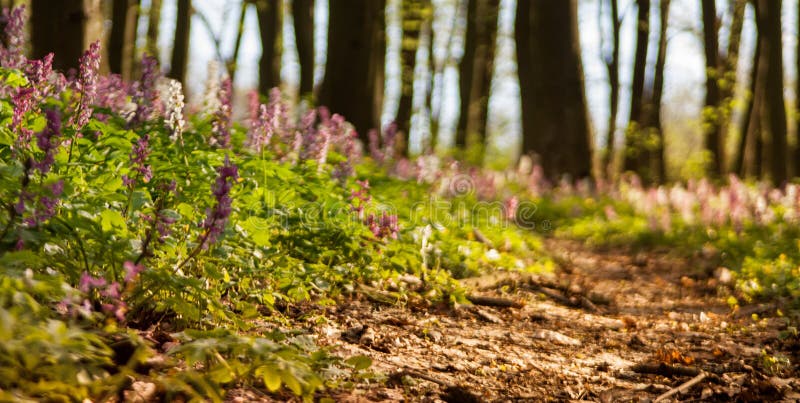 Spring flowers in forest stock photo. Image of morning - 53707182