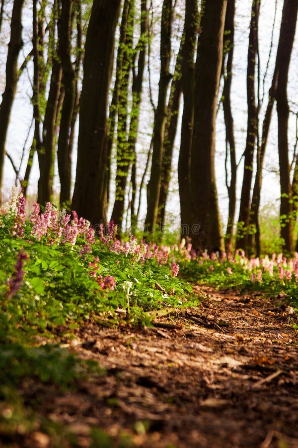 Spring flowers in forest stock image. Image of sunbeam - 53707187