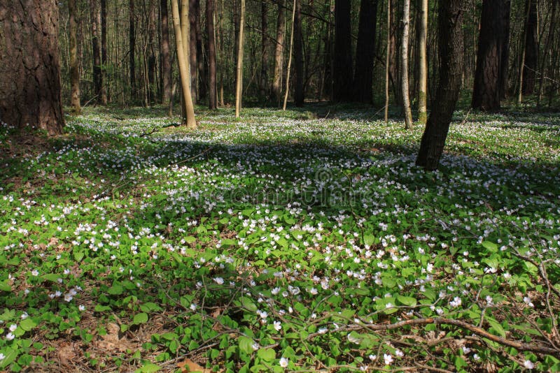 Spring Flowers in the Forest Stock Image - Image of amazing, spring ...