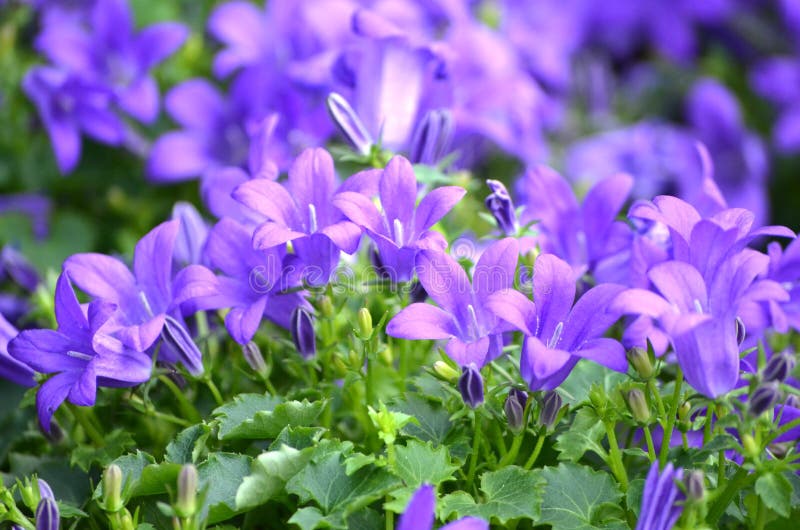 Spring flowers stock image. Image of rustic, background - 47400375