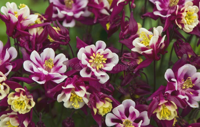 Spring flowers stock image. Image of celebration, bloom - 40669589