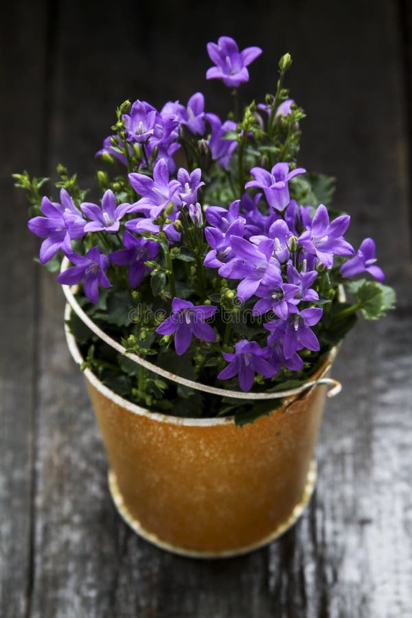 Spring flowers stock image. Image of green, flowers, brown - 39566313