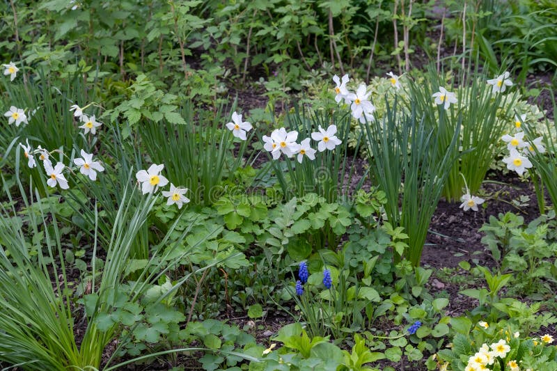 Spring Flowers in the Front Garden Close-up Stock Image - Image of ...