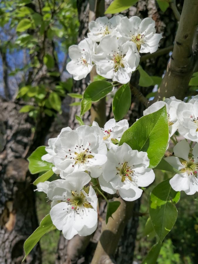 Spring Flowers on Fruit Trees. Pear Flowers in the Garden Bloomed ...