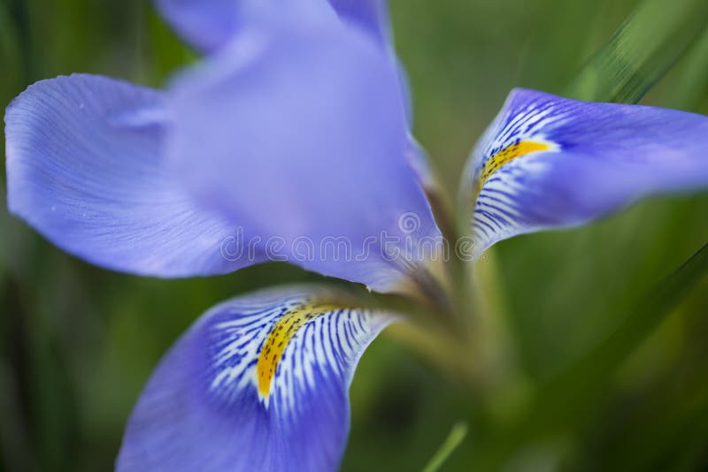 Spring Flowers in Full Bloom Stock Photo - Image of nature, plant ...