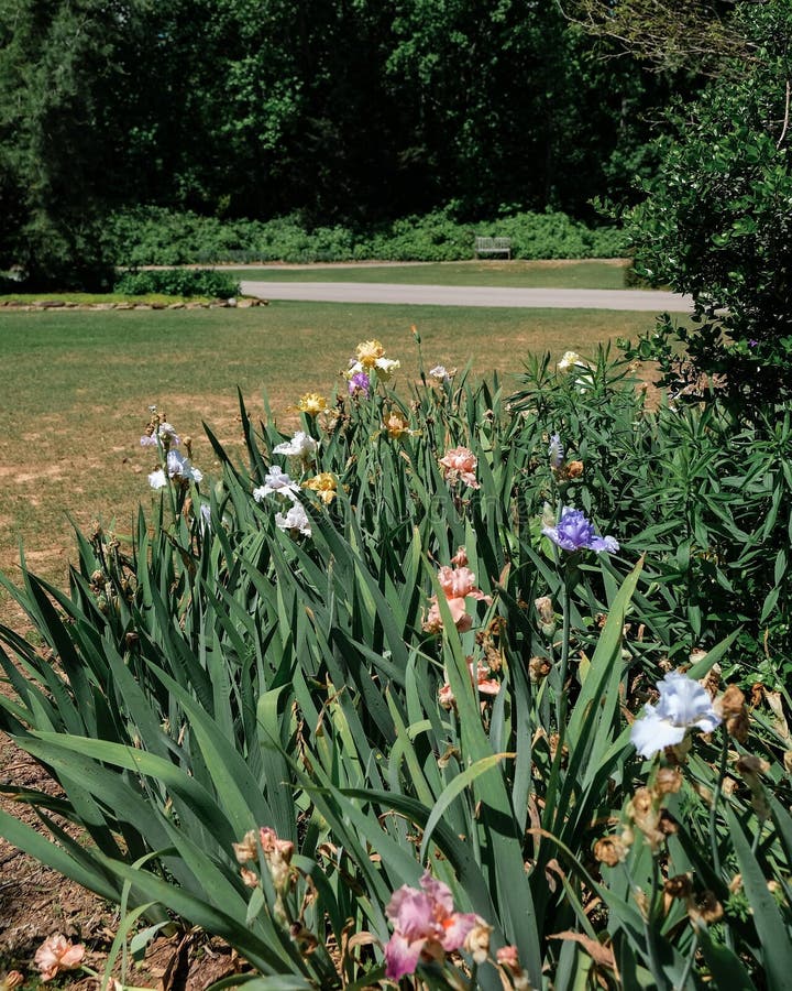 Flowers stock image. Image of springflower, fully, pinkflower - 187134179
