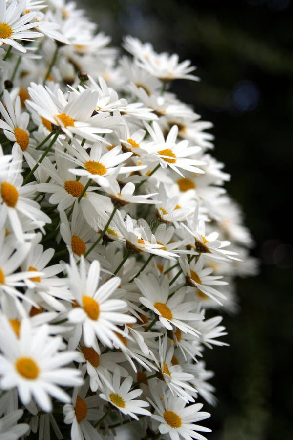 Summer Time Flowers stock image. Image of time, stem, happy - 5200813