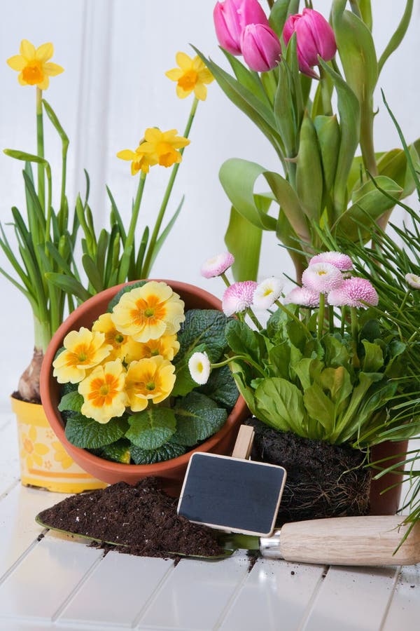 Spring flowers stock photo. Image of growth, spring, easter - 40089298