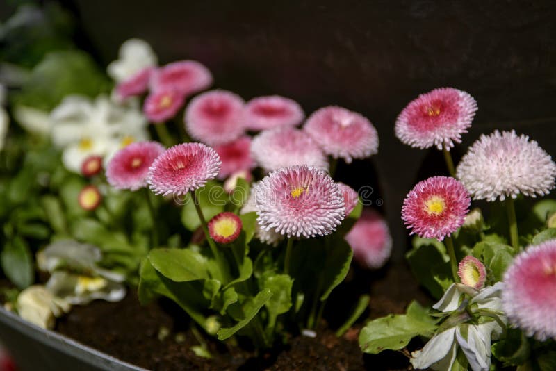 Spring Flowers in the Garden. Cultivation of Flowers Stock Image ...
